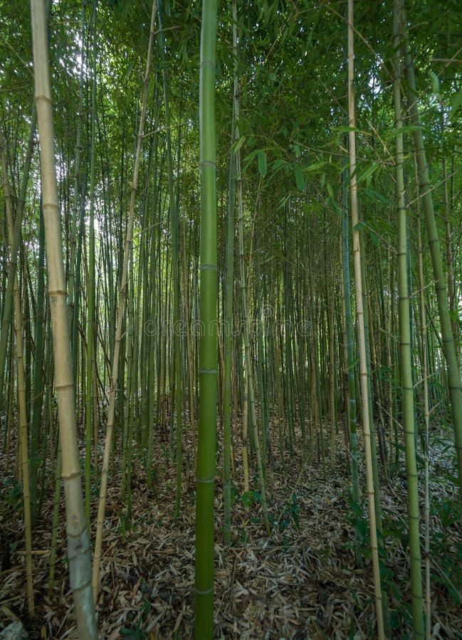 High Thickets of Bamboo in the Forest Stock Photo - Image of tropic ...