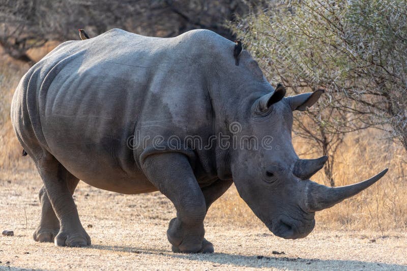 High tide mark stock image. Image of high, tide, rhinoceros - 344053233