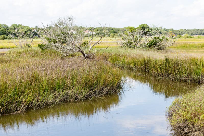 High Tide through Saltwater Marsh Stock Photo - Image of river, travel ...