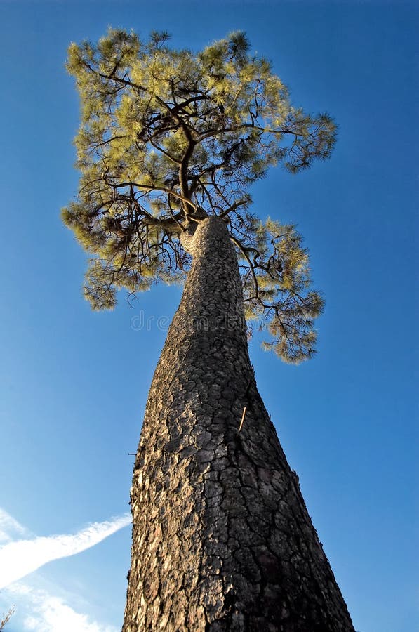 High Tree with Another Life Stock Photo - Image of plants, animals ...