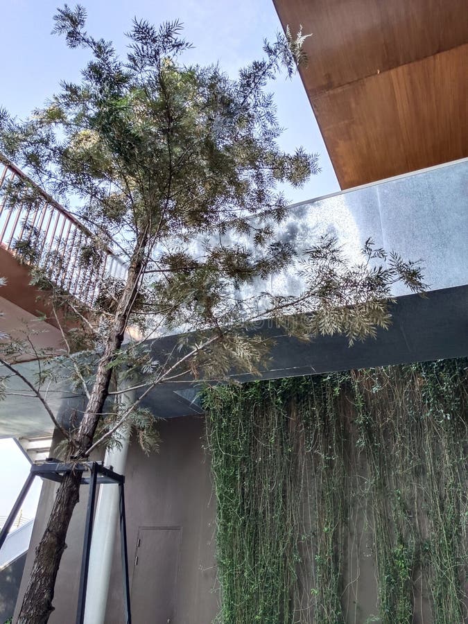 High Tree beside the Balcony Stock Photo - Image of estate, wood: 352259794