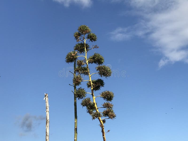 The high tree stock image. Image of high, beautiful - 137052057