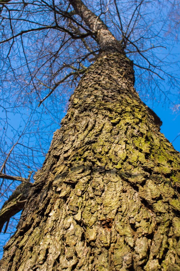 High tree stock photo. Image of branch, trunk, birch - 35878674
