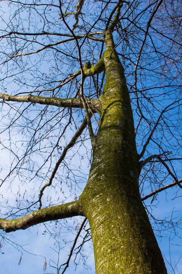 High tree stock photo. Image of trunk, larch, bark, high - 38422446