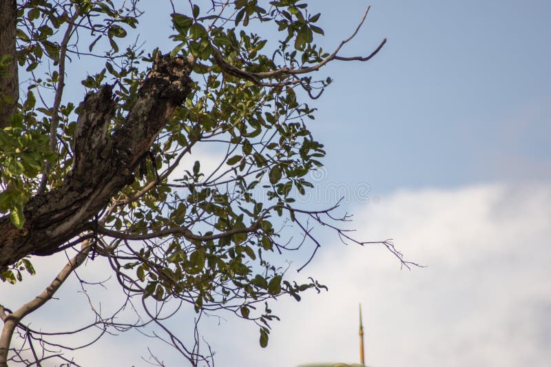 High Tree Branches Was Looks Start Losing Its Leave, Jakarta Stock ...
