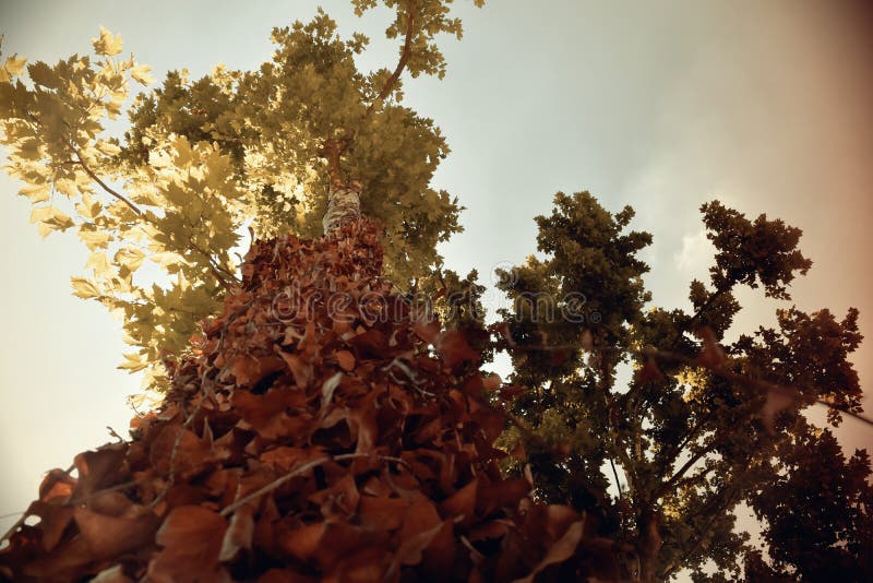 High Tree stock photo. Image of autumm, tree, nature - 82887212