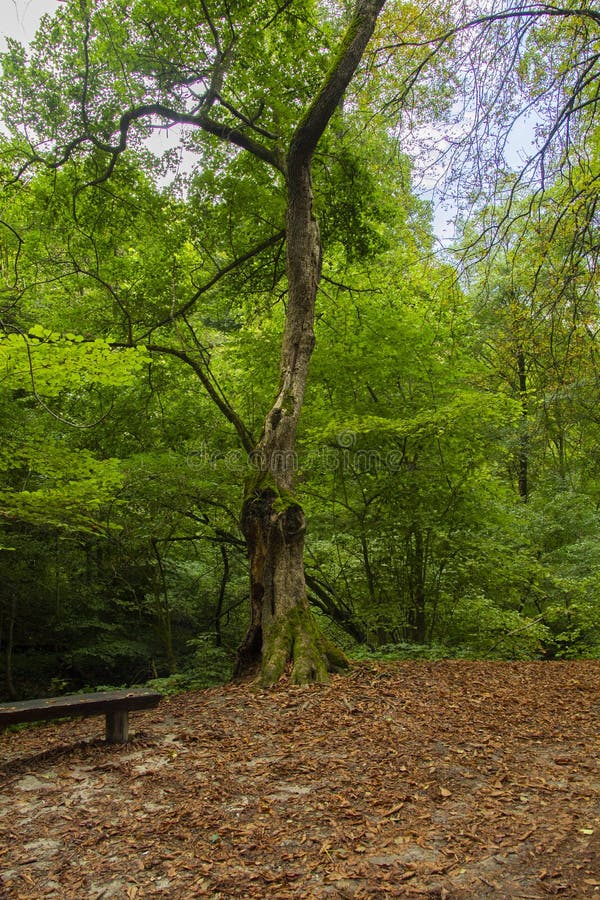 High tree in the forest stock image. Image of nature - 233010937