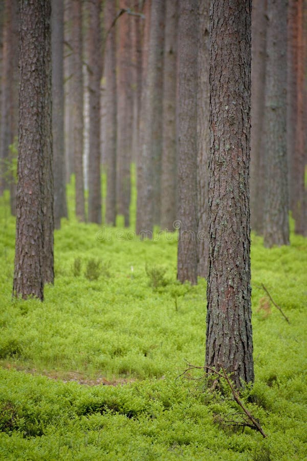 High Tree Forest with Vibrant Grass, Vertical Stock Photo - Image of ...