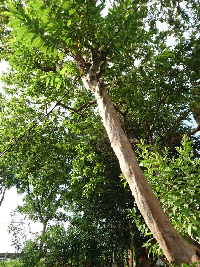 High tree garden forest stock photo. Image of trunk - 200571734