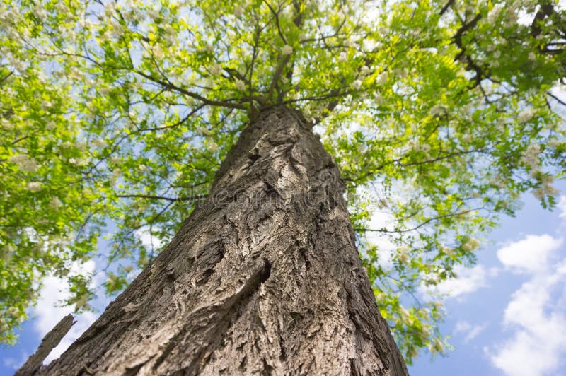 High tree stock photo. Image of branch, trunk, birch - 35878674
