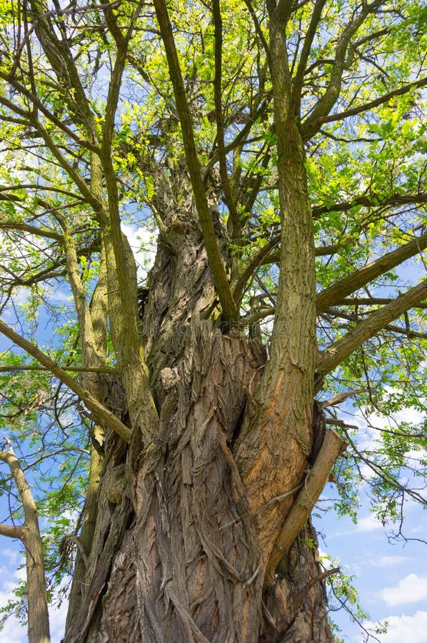 High tree stock photo. Image of branch, trunk, birch - 35878674