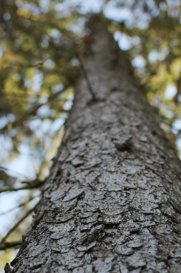 High Tree with Another Life Stock Photo - Image of plants, animals ...