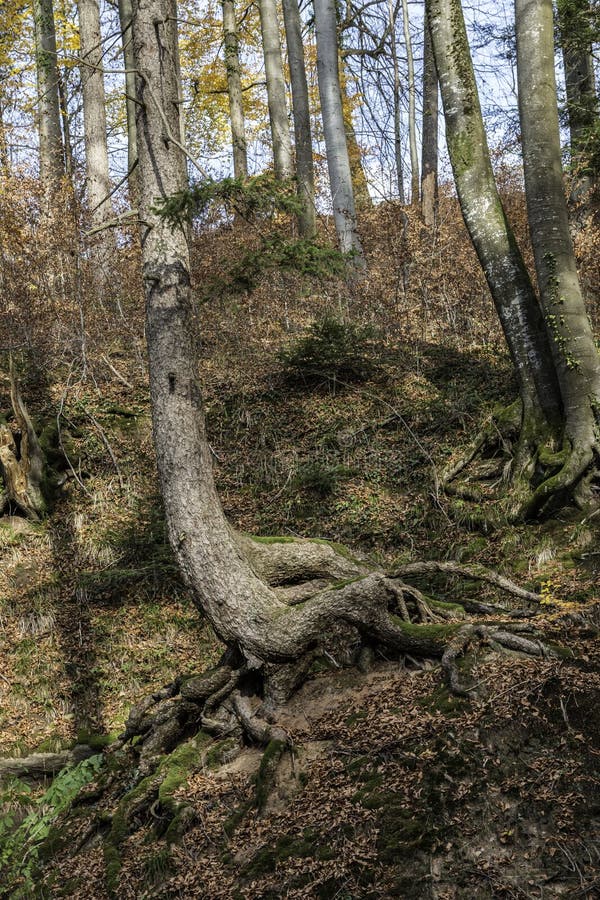 A High Tree Growing on a Huge Rock Stock Photo - Image of rock, inside ...