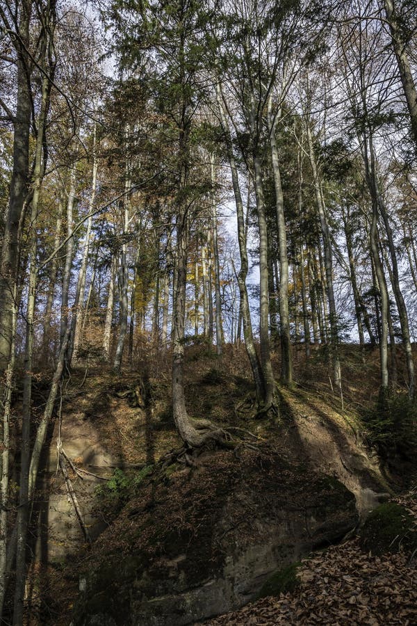 A High Tree Growing on a Huge Rock Stock Image - Image of power ...
