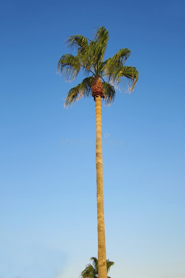 High Tree Growing in the Park Against Blue Sky Stock Photo - Image of ...