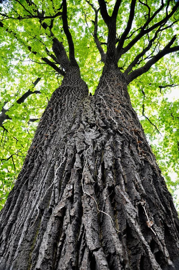 A high tree stock photo. Image of crown, high, plant - 39889376