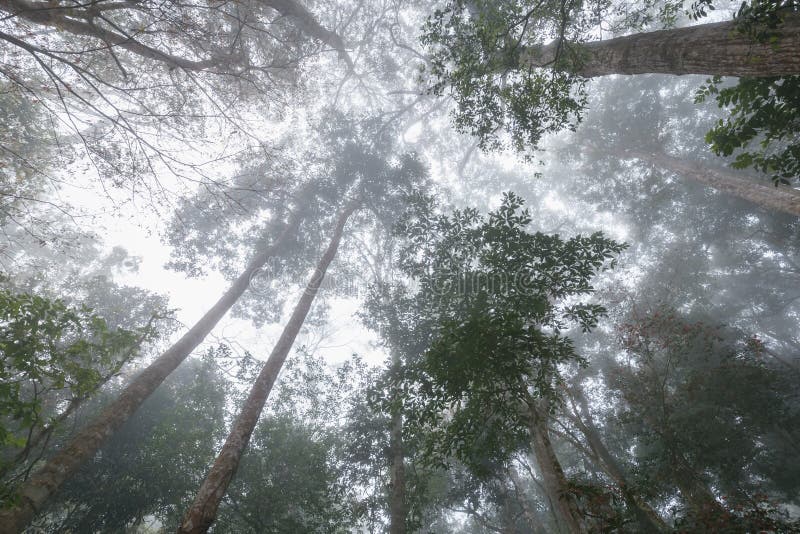 Jungle in the Mist stock photo. Image of tree, park - 109168722