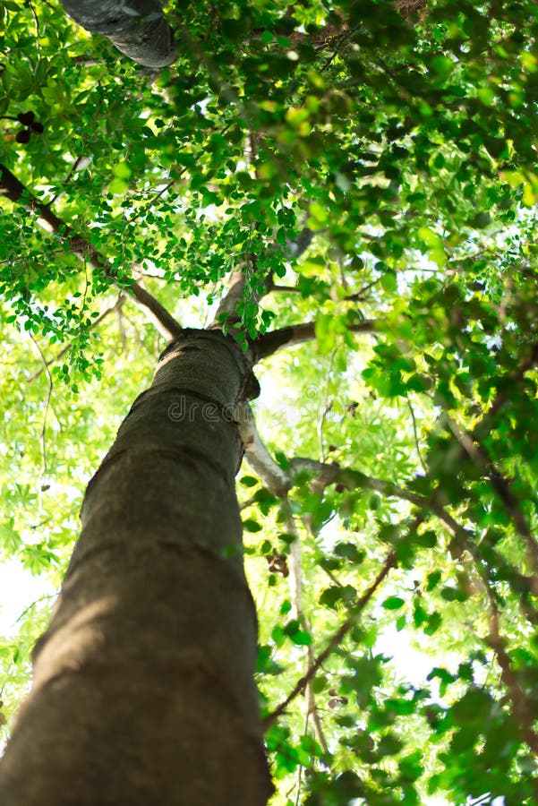 High Tree in Tropical Jungle Stock Photo - Image of nature, national ...