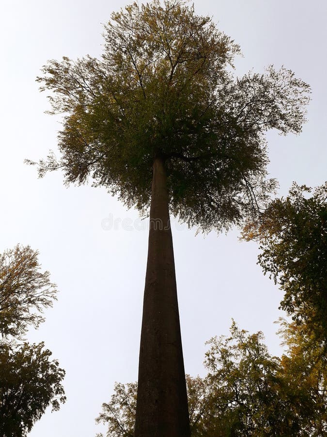 High tree stock image. Image of trunk, woods, ecology - 129753647