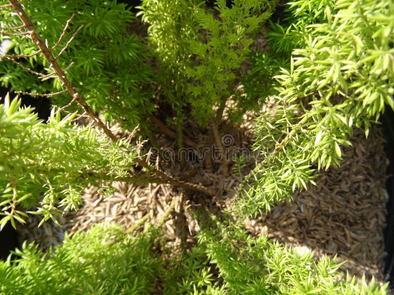 High tree on the pot stock photo. Image of green, land - 246136174