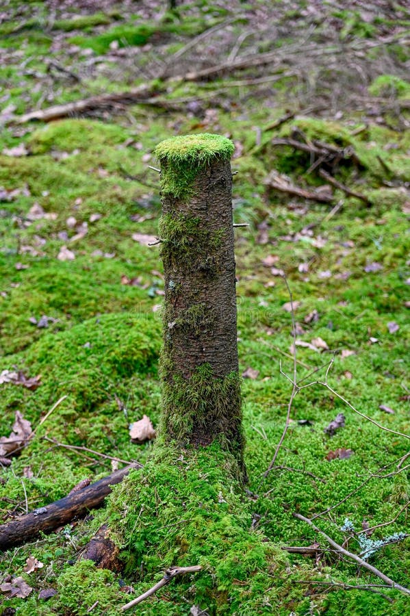 High Tree Stump Covered in Green Moss Stock Image - Image of daylight ...