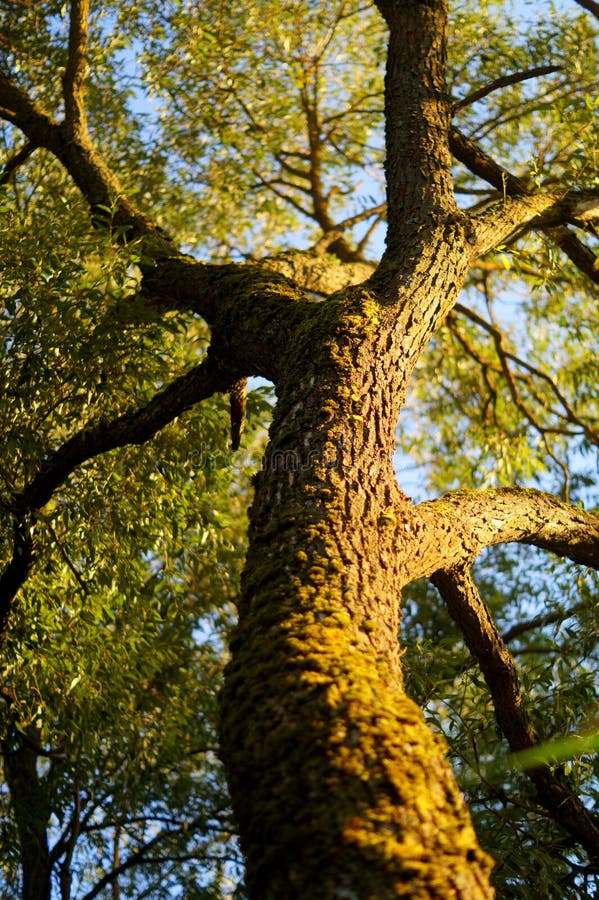 High tree stock photo. Image of trees, bark, tree, treebark - 76128516