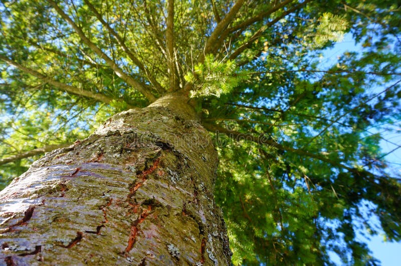 High tree stock photo. Image of branch, trunk, birch - 35878674