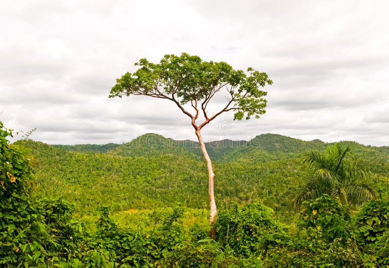 High Tree in Tropical Jungle Stock Photo - Image of nature, national ...