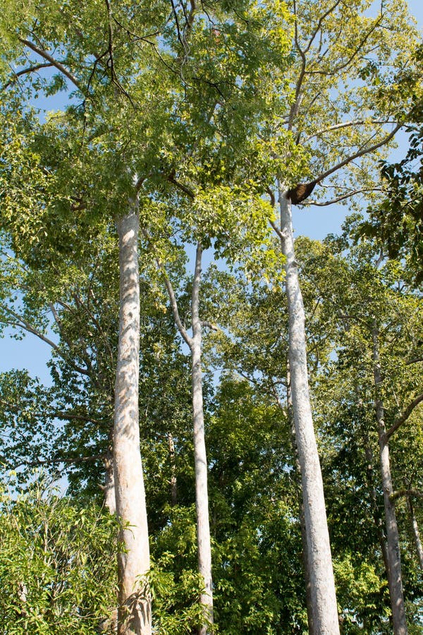 The high tree stock photo. Image of forest, tree, bumblebee - 64604978