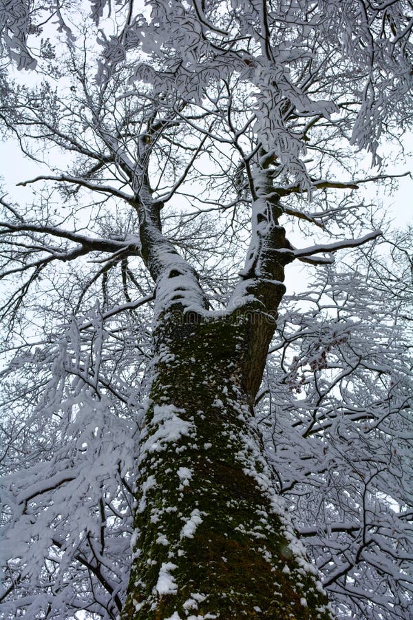 High Tree with a View of the Snow-covered Treetop Stock Image - Image ...