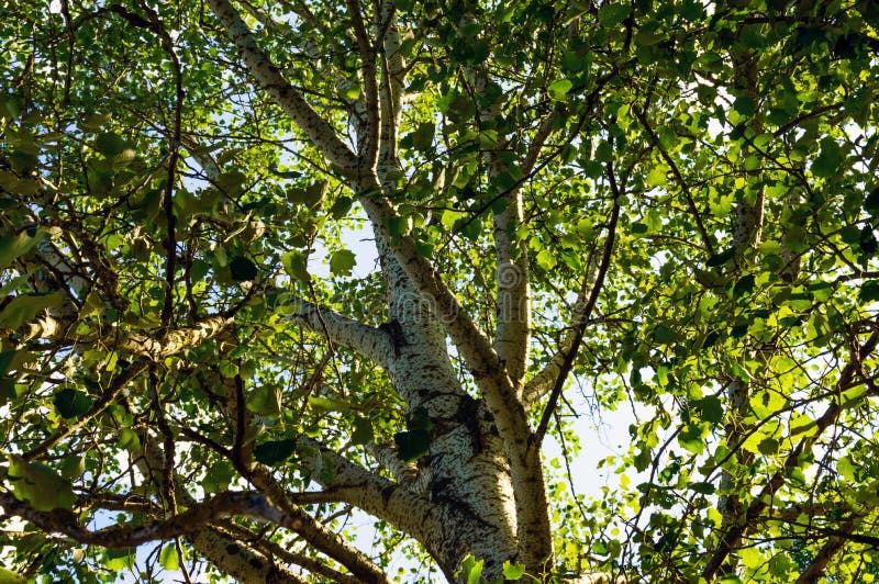 High Tree with White Bark (aspen, Poplar, Birch). Bottom View. Stock ...