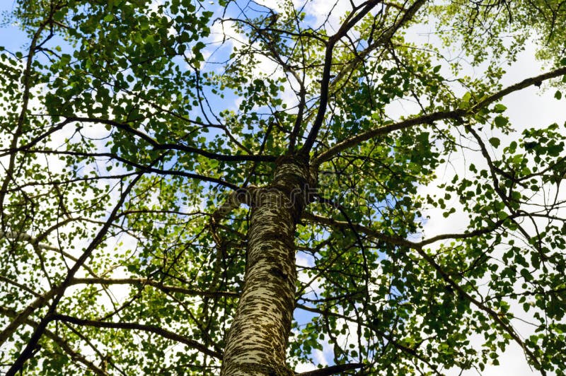 High Tree with White Bark Aspen, Poplar, Birch. Bottom View. Stock ...