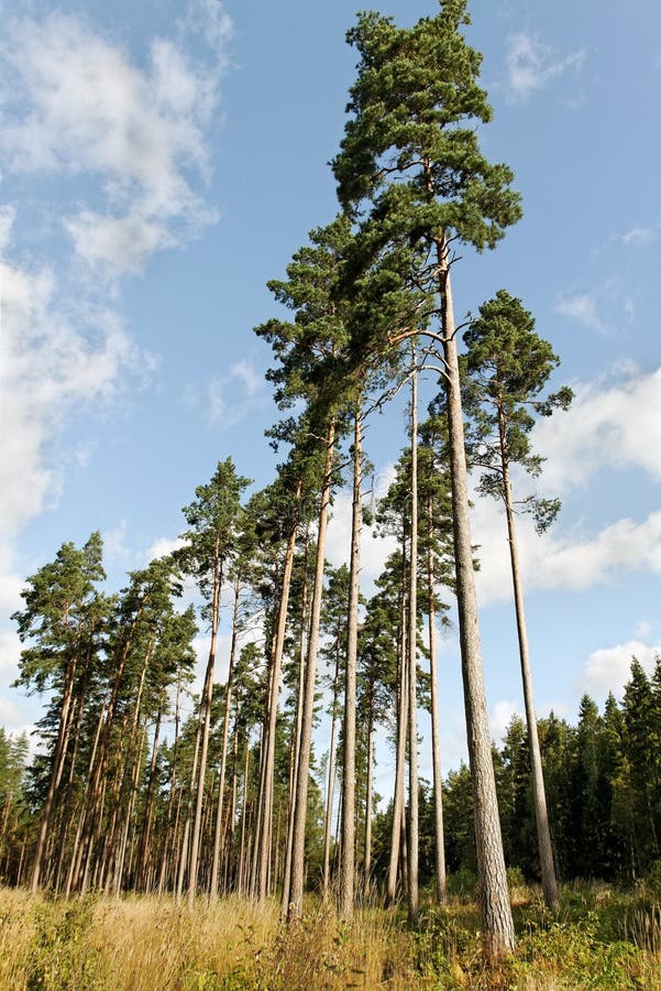 High trees. stock image. Image of trunk, cloudscape, coniferous - 22071673