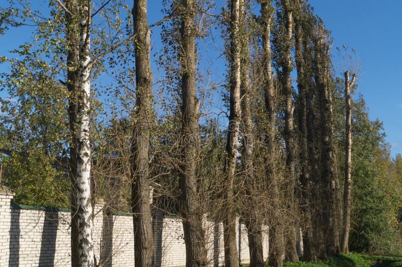 High trees background stock photo. Image of landscape - 92695748