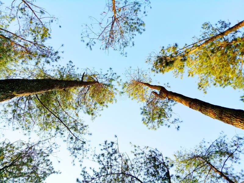 High Trees stock photo. Image of high, elphap, green - 94471434