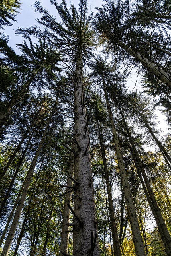 High Trees and Blue Sky in the Middle of the Forest Stock Photo - Image ...