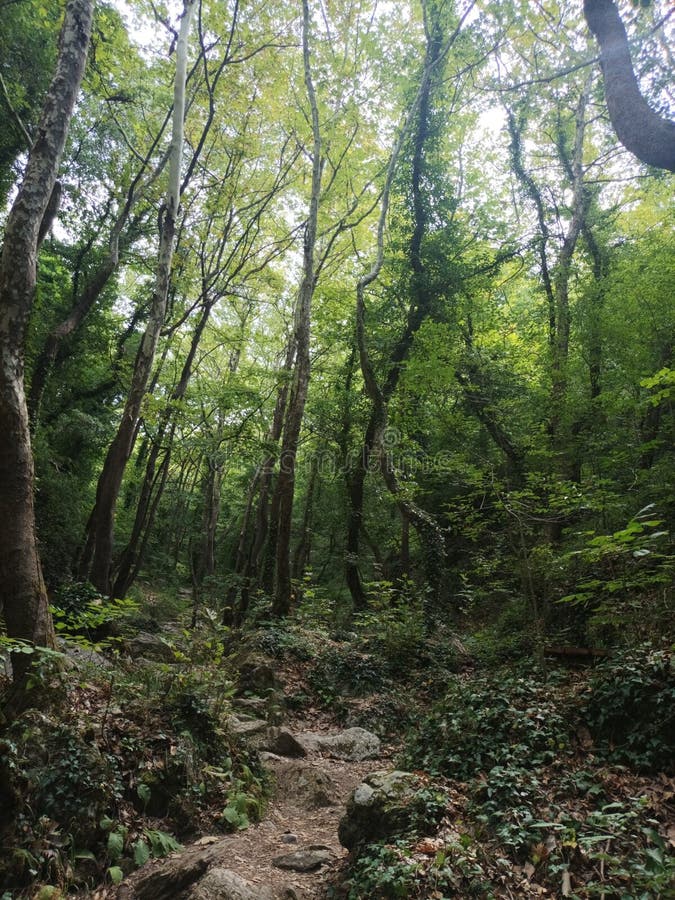 Among the High Trees Deep in the Forest Stock Image - Image of stream ...