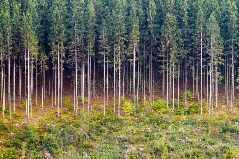 High trees stock image. Image of lines, landscape, high - 73621373
