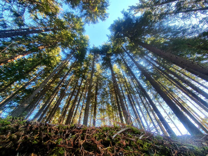 High trees in forest stock photo. Image of leaf, garden - 233395472