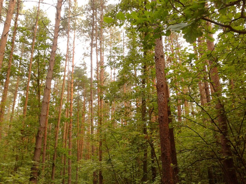 High trees stock photo. Image of high, nature, natural - 43161930