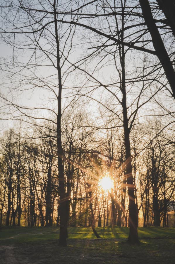 High Trees Forest Green in the Park Stock Image - Image of outdoor ...