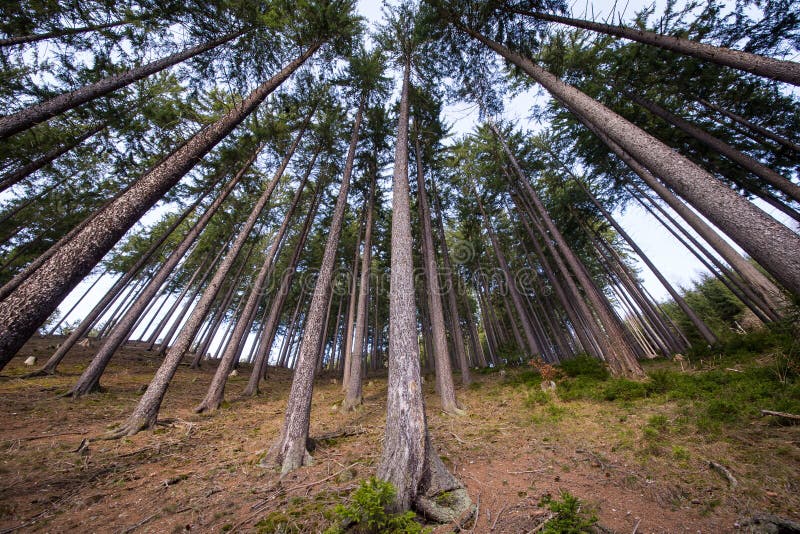 High trees in a forest stock image. Image of wooden - 207286631