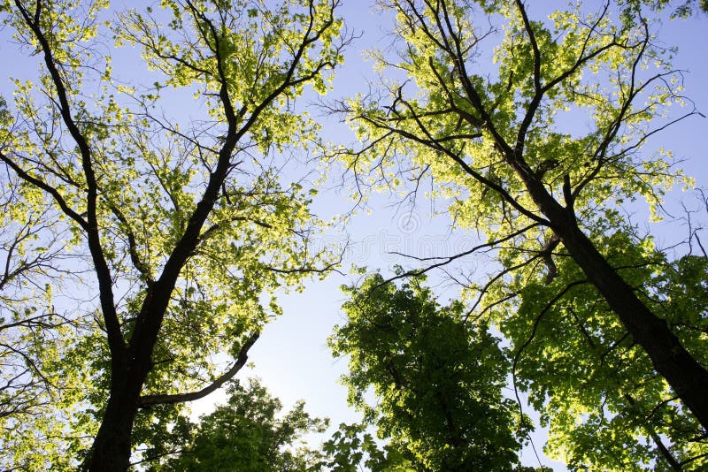 High trees in the forest stock photo. Image of tree - 103647120