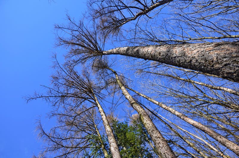 High trees in the forest stock photo. Image of pattern - 143170856