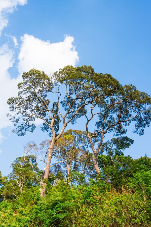 High Trees in the Forest with a Sky Background. Stock Image - Image of ...