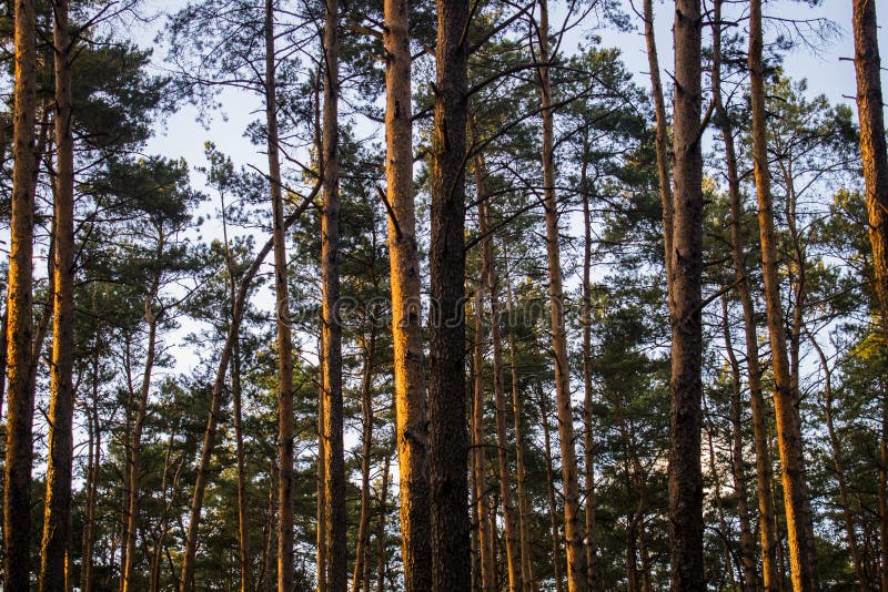 High Trees in Forest on Sunny Day Stock Image - Image of high, natural ...