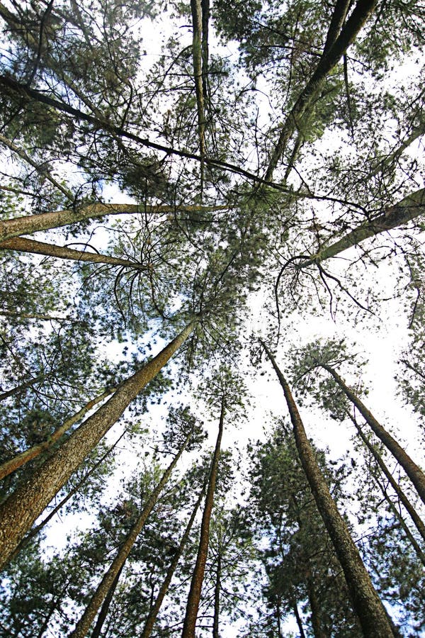 High Trees in the Forest stock photo. Image of interesting - 264004740