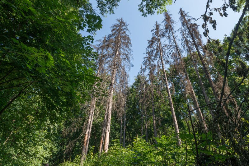High trees in forest stock photo. Image of mountain, park - 43869060