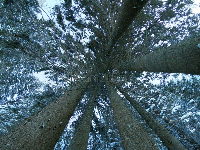 High trees in the forest stock photo. Image of leaves - 182772544