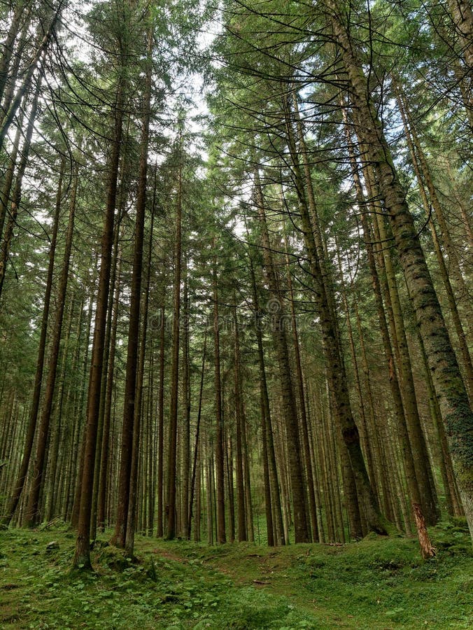 High Trees in the Forest Wood Stock Photo - Image of tree, leaf: 146339068